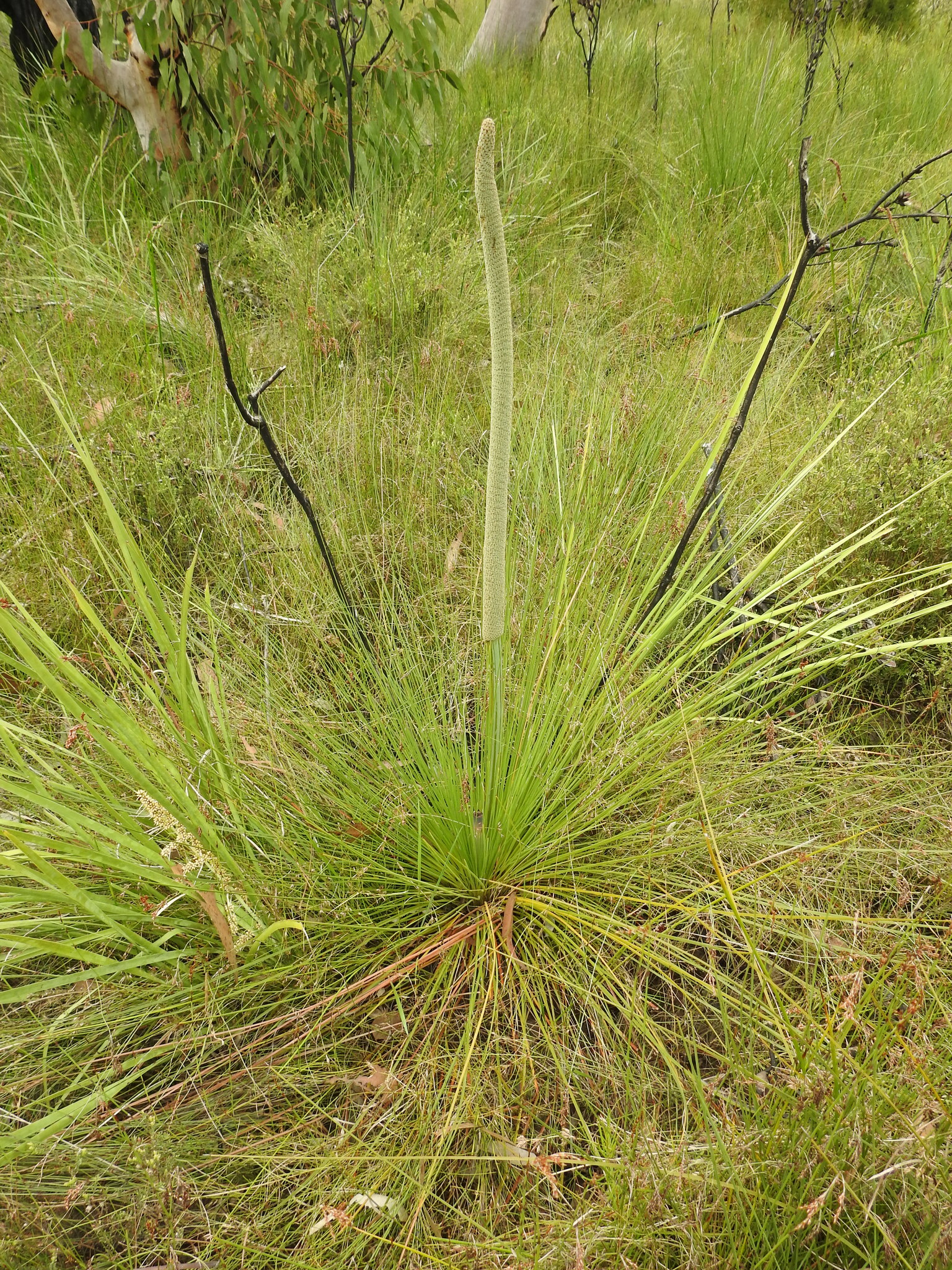 Xanthorrhoea fulva (A.T.Lee) D.J.Bedford
