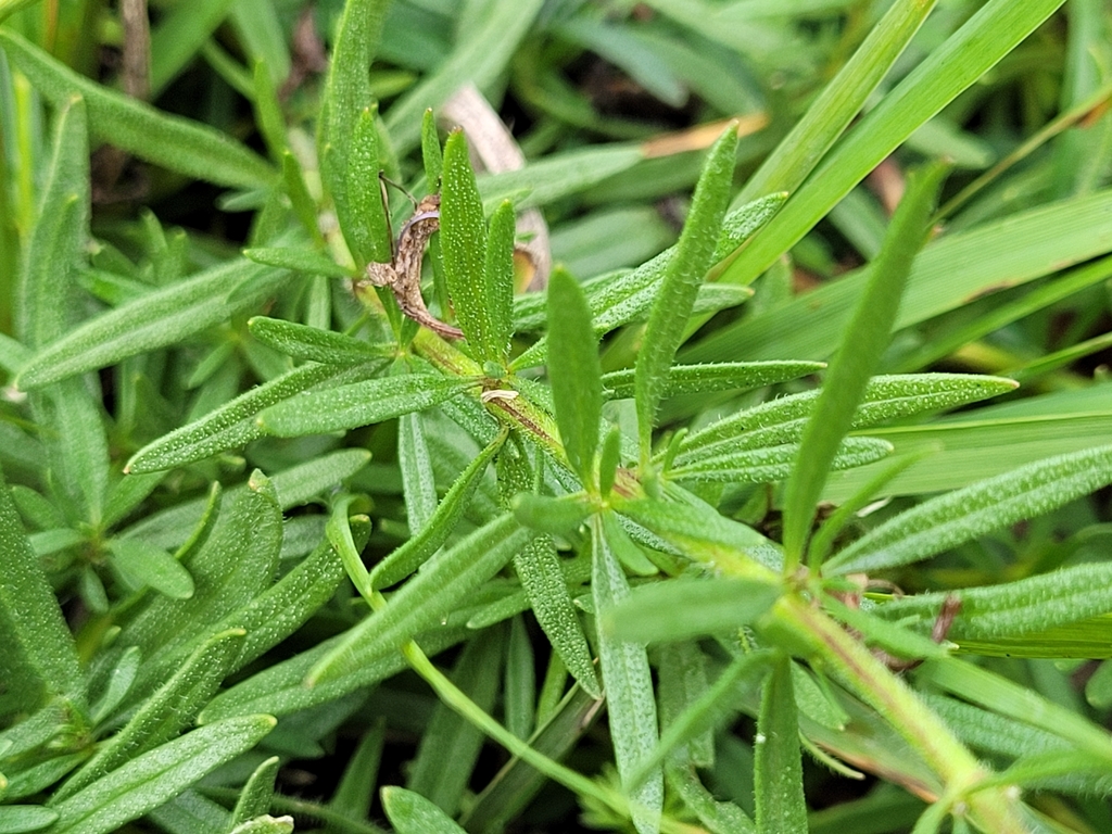 Hyssop (Hyssopus officinalis) - Botanical Realm