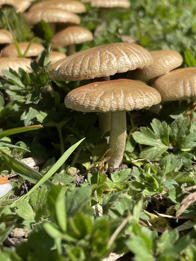 Common Fieldcap from Te Waipounamu/South Island, Waitati, Otago, NZ on ...