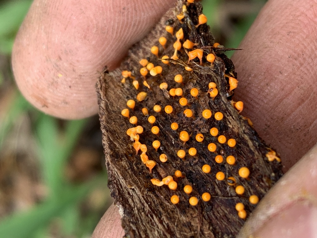 true slime molds from Te Ika-a-Māui/North Island, Wellington ...