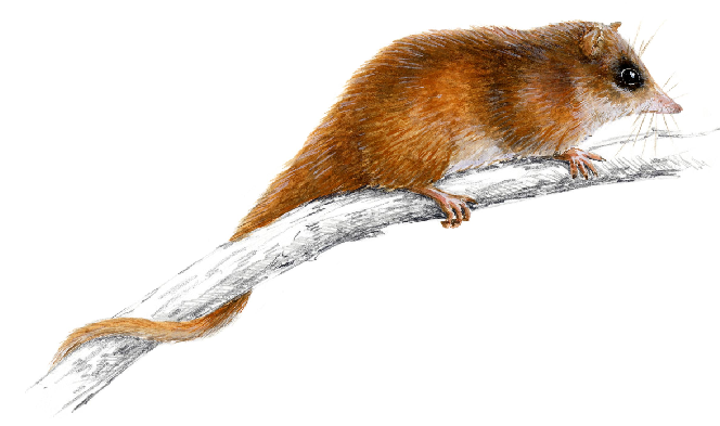 Microbiotheres (Microbiotheria) - Know Your Mammals