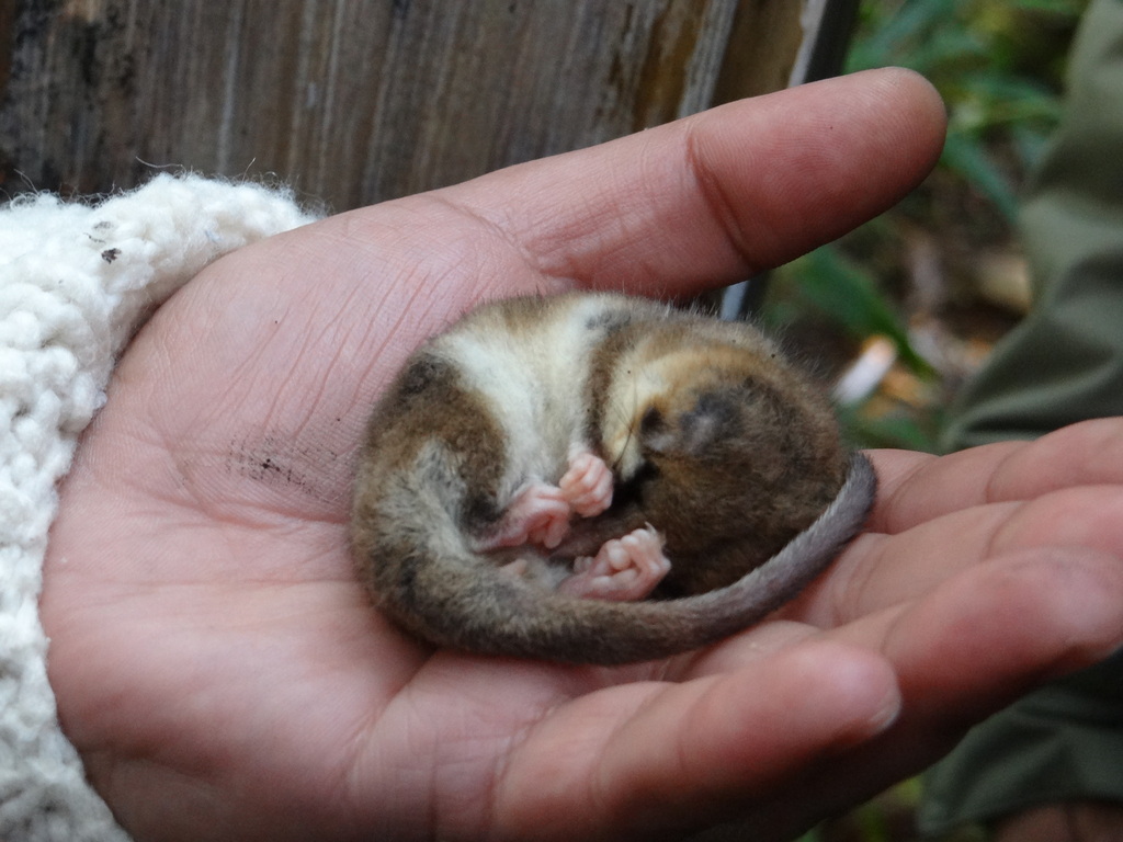 Microbiotheres (Microbiotheria) - Know Your Mammals