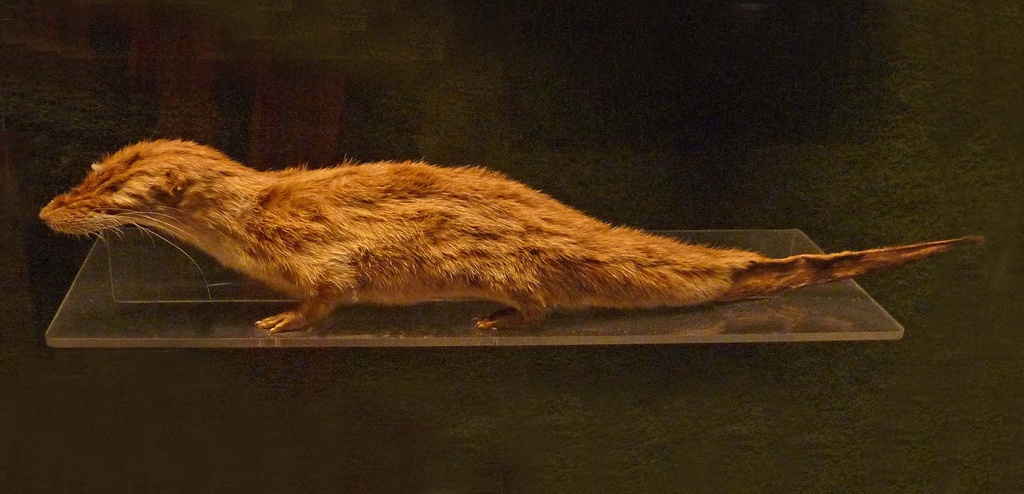 Ottershrews (Potamogalidae) - Know Your Mammals