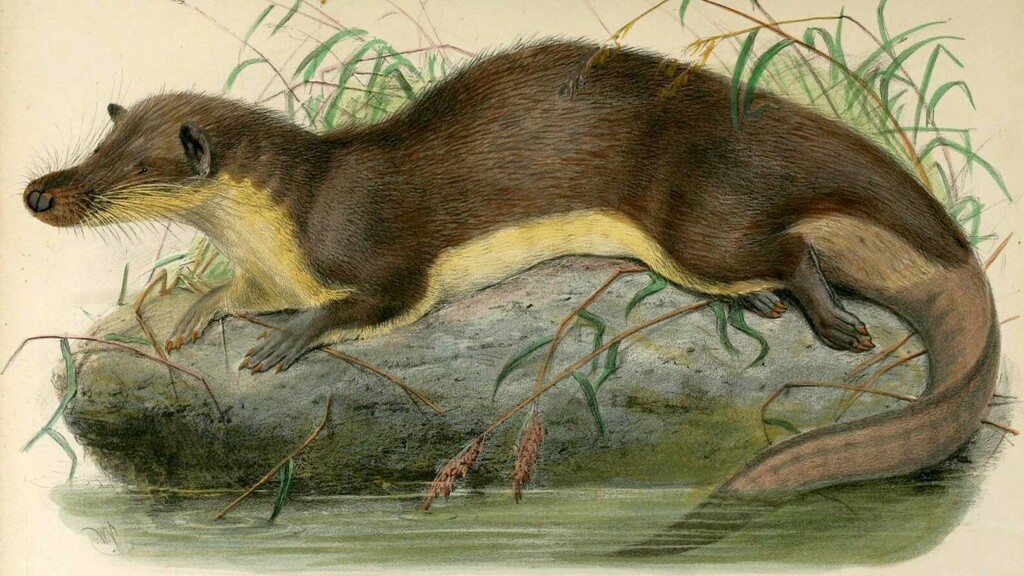 Ottershrews (Potamogalidae) - Know Your Mammals