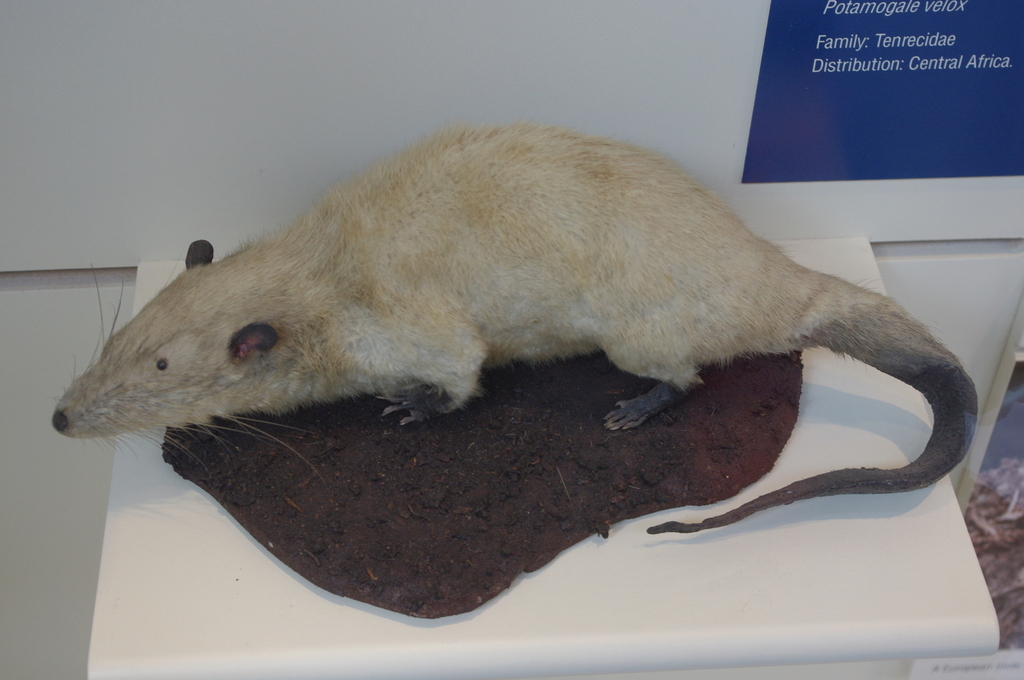 Ottershrews (Potamogalidae) - Know Your Mammals