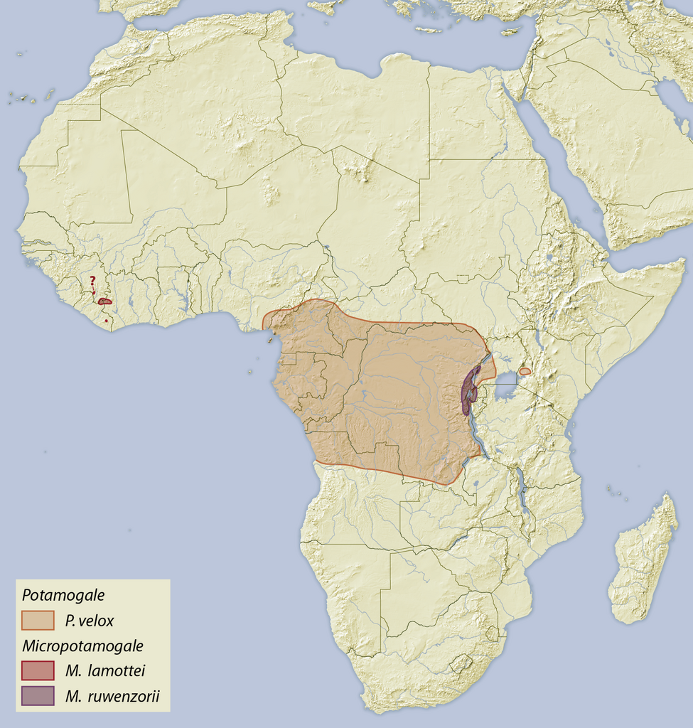 Ottershrews (Potamogalidae) - Know Your Mammals