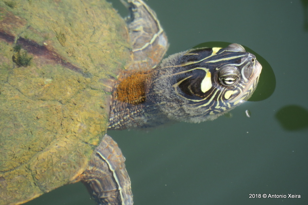 Ouachita Map Turtle (Reptiles of Louisiana) · iNaturalist