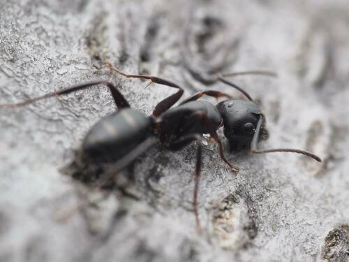 Walnut Carpenter Ant (Ants of Virginia) · iNaturalist