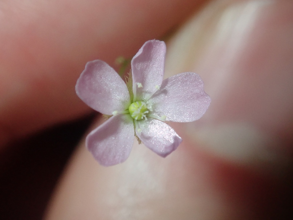 Drosera lunata from Parramatta - South, New South Wales, Australia on ...