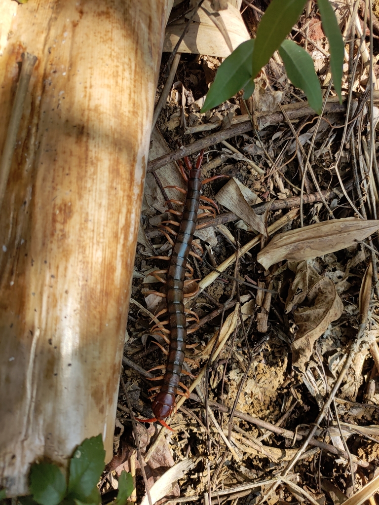 Scolopendra multidens from 广西壮族自治区崇左市龙州县龙州老木棉发现·弄岗景区游客服务中心 on October ...