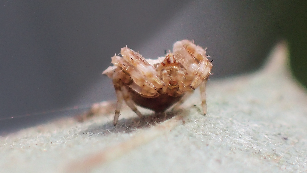 Atkinson's Bird-dropping Spider from Wellington Park TAS 7054 ...