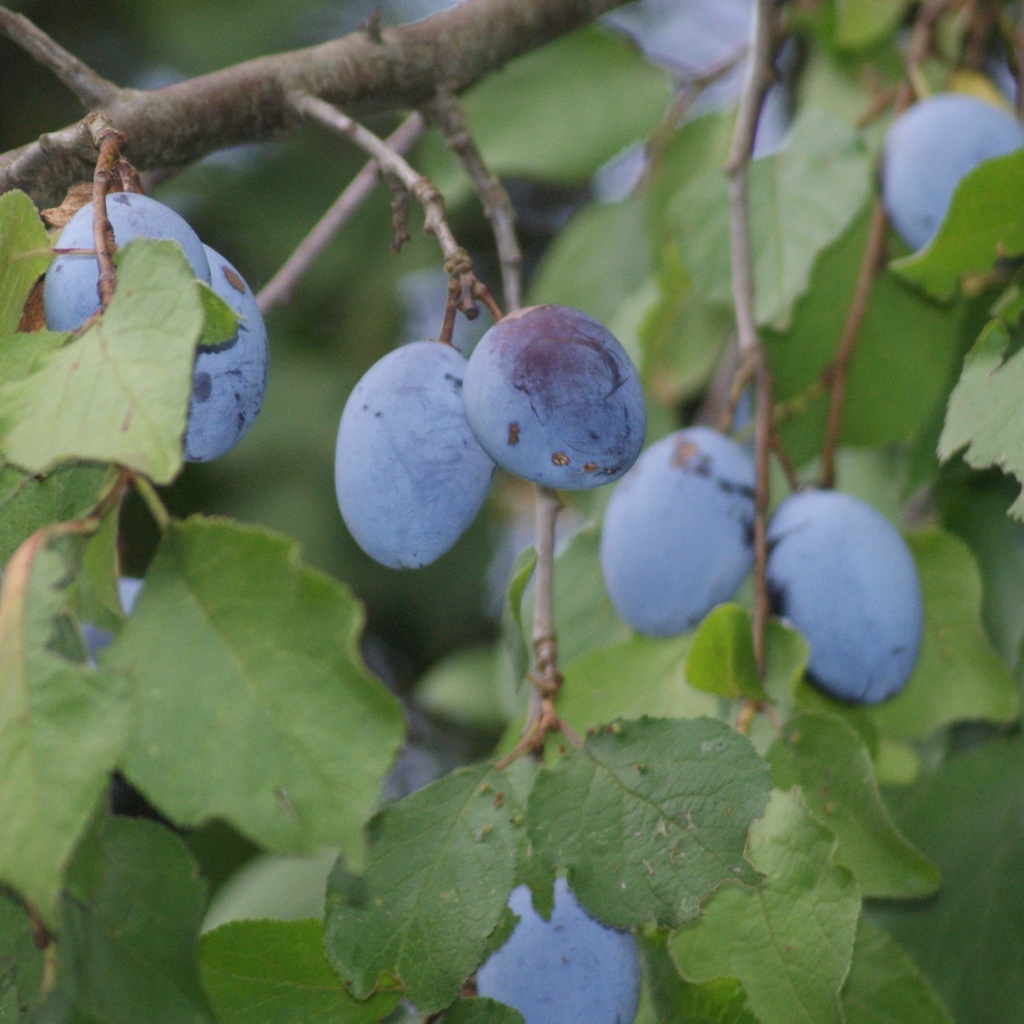 Plum (Trees & Shrubs of Essex County, MA) · iNaturalist