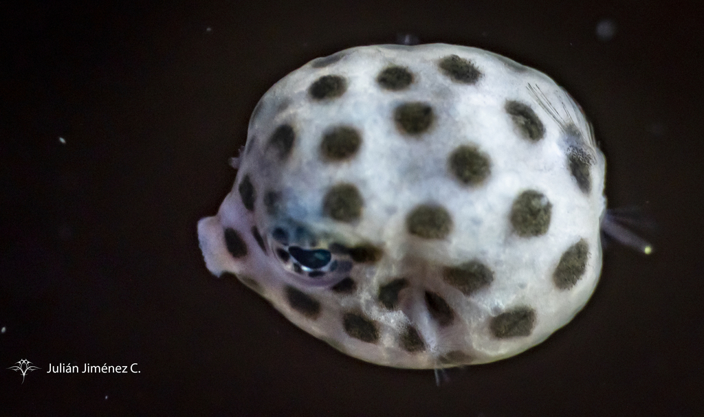 Spotted Trunkfish (Lactophrys bicaudalis) - Marine Life Identification