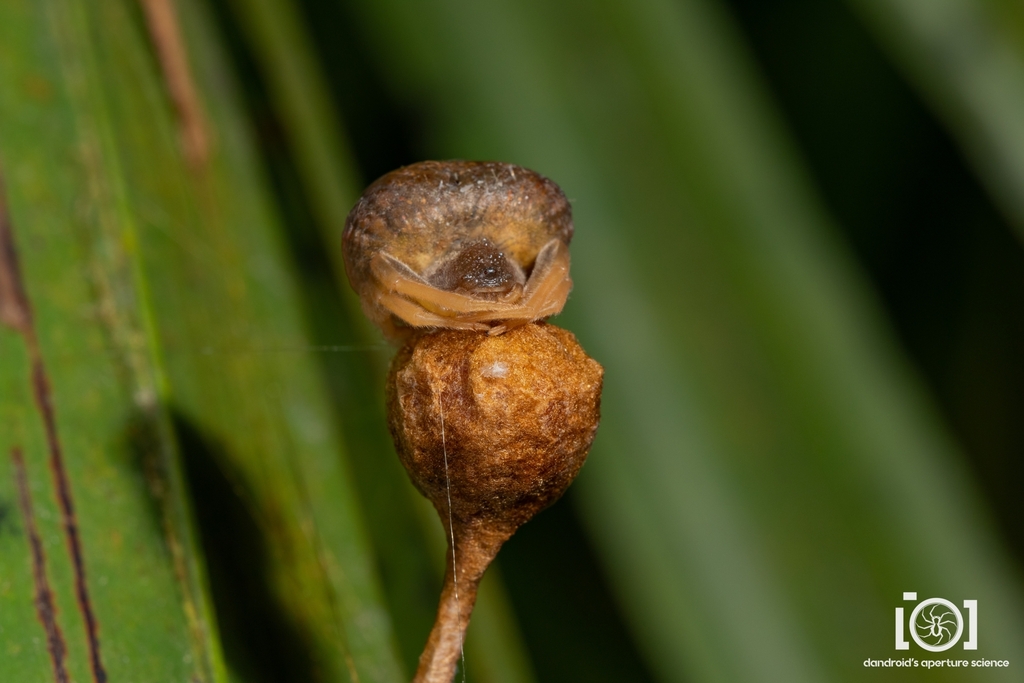 Bolas Spiders from Chimney Lakes, Jacksonville, FL, USA on October 10 ...