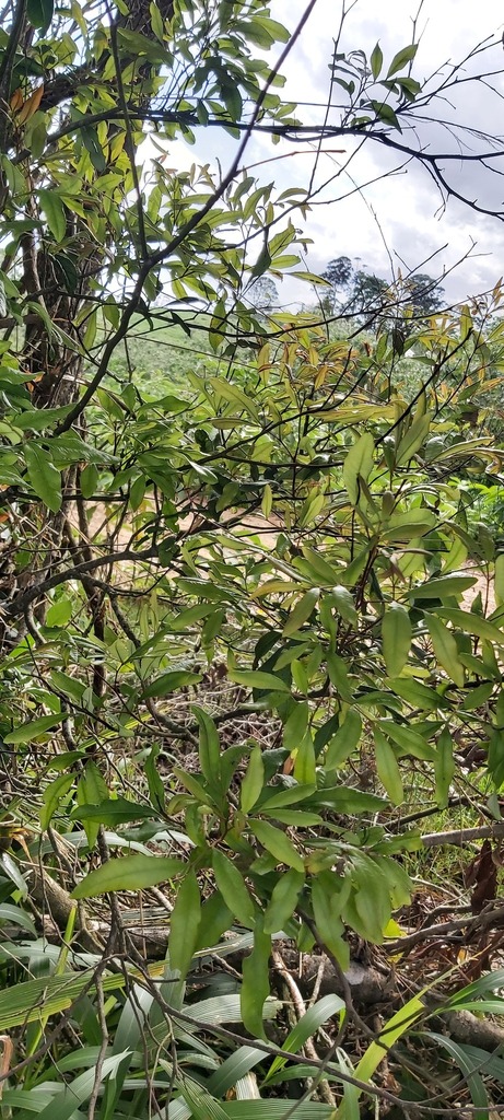 Guioa in October 2022 by KDendle · iNaturalist