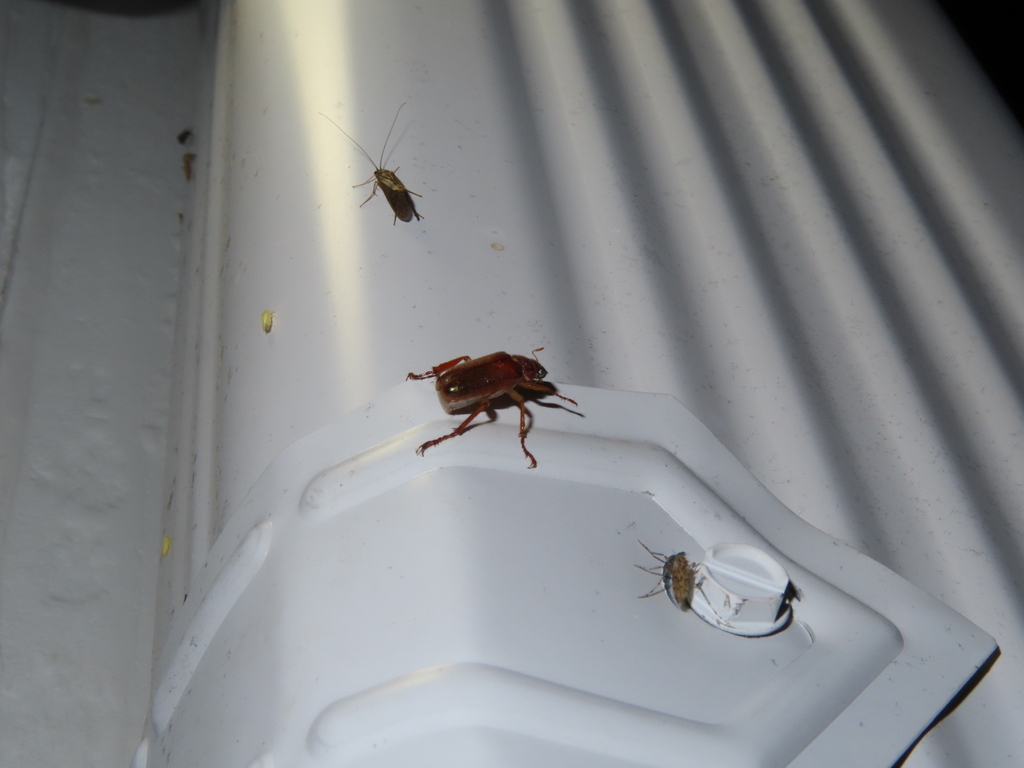 Caddisflies from Waukesha County, WI, USA on June 21, 2022 at 02:48 AM ...