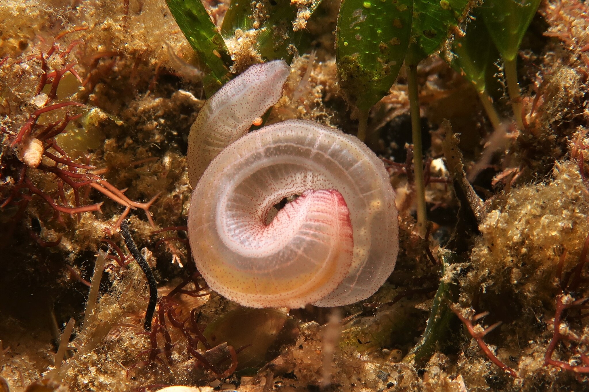 Leptosynapta dolabrifera (Stimpson, 1855)