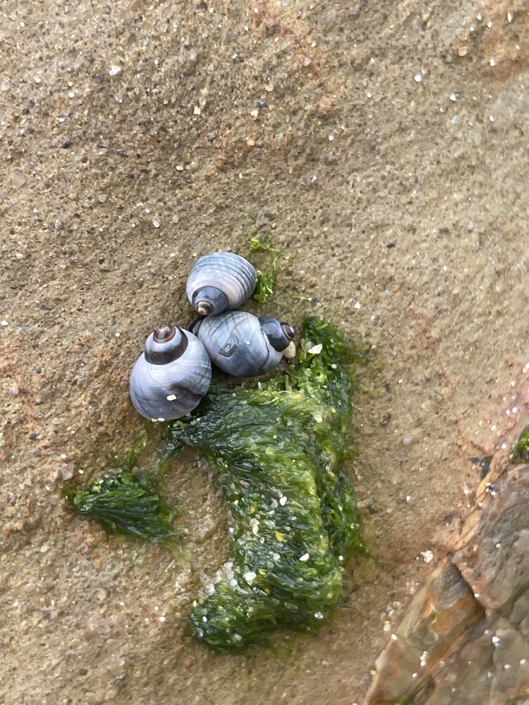 Little Blue Periwinkle from Legges Beach, Eden, NSW, AU on October 15 ...