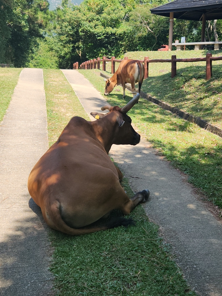 Cattle from Lantau Island, Hong Kong on October 15, 2022 at 11:42 AM by ...