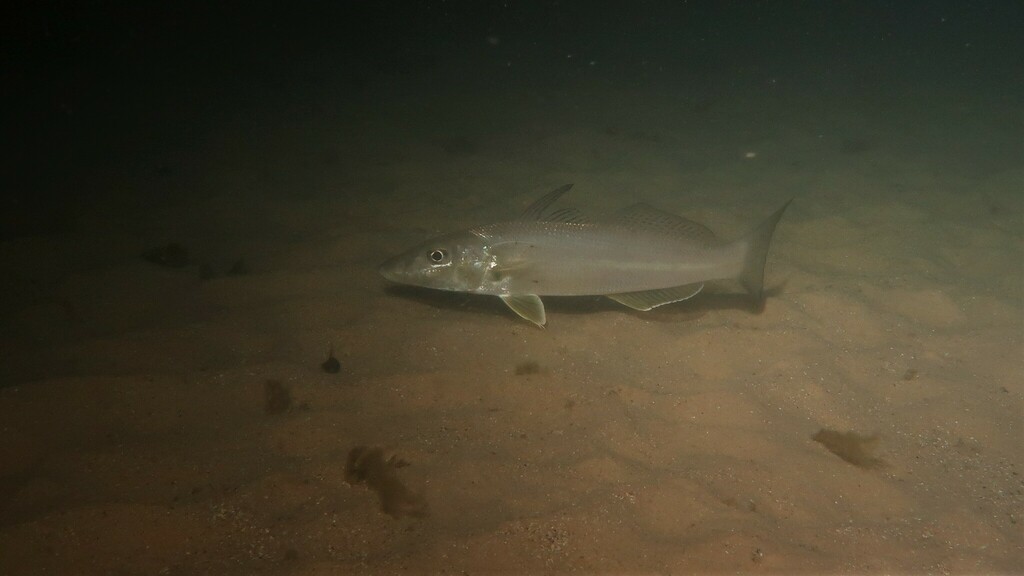 Sand Whiting from Sydney NSW, Australia on December 27, 2017 at 10:17 ...