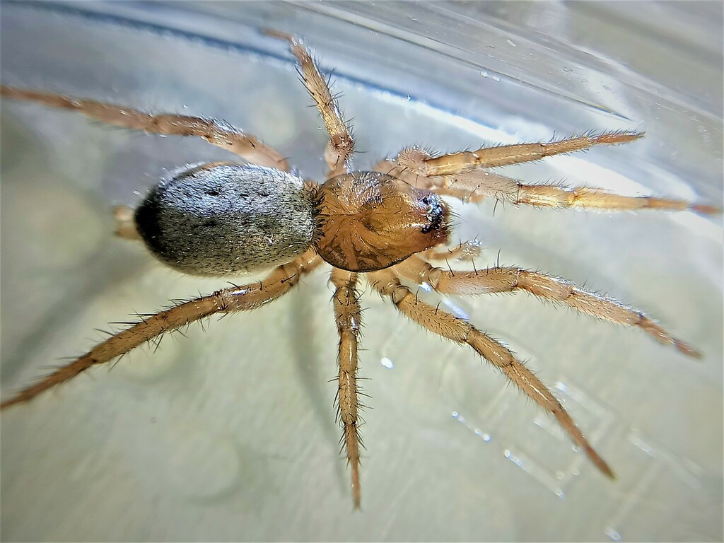 Gnaphosa dolosa from Λέχαιο 200 11, Ελλάδα on October 9, 2022 at 10:05 ...