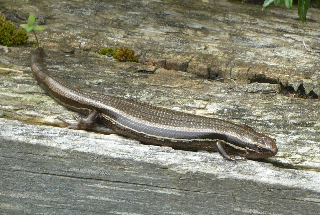 New Zealand Grass Skink in October 2022 by Aalbert Rebergen · iNaturalist