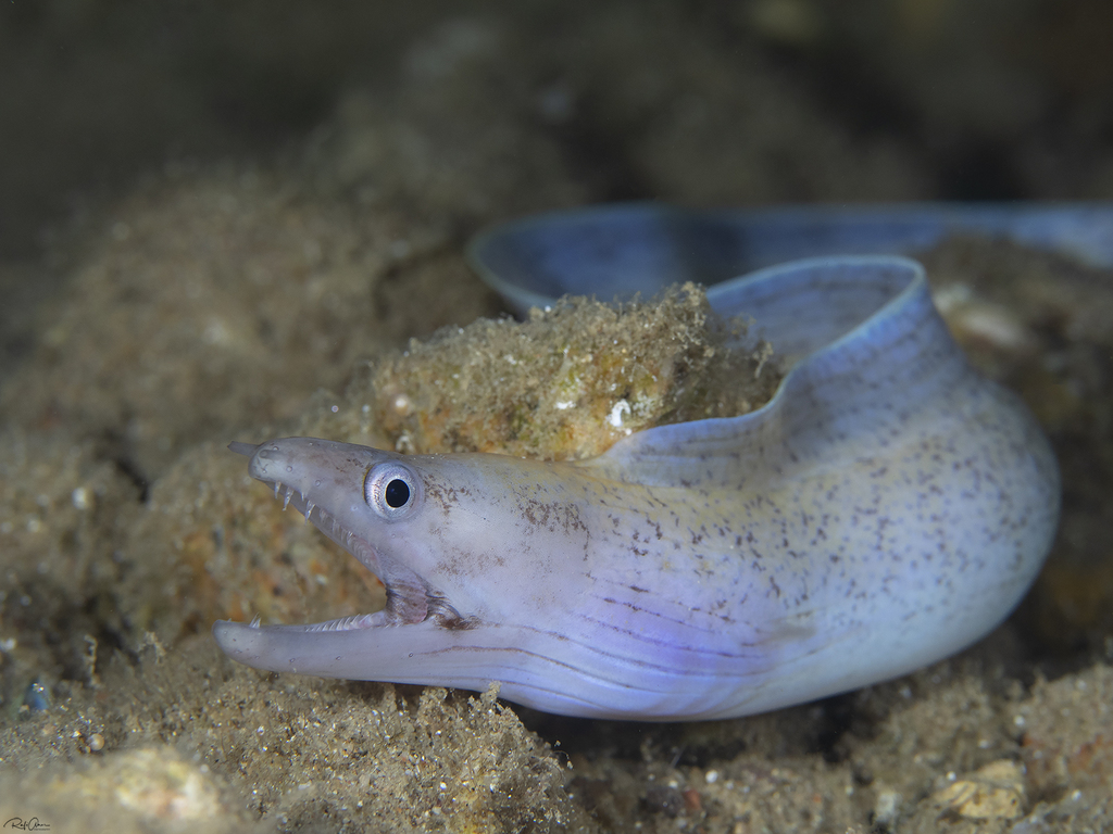 Pharaoh's Moray from אילת, ישראל on November 26, 2020 at 08:45 PM by ...