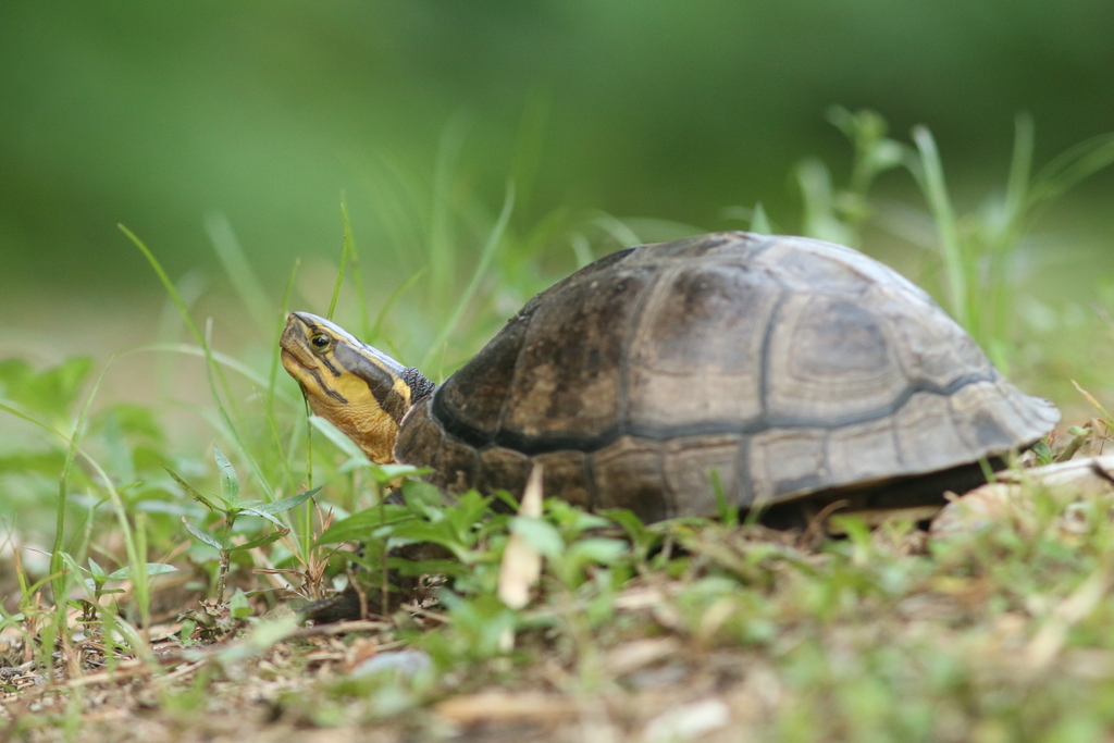 Domed Malayan Box Turtle from Mae Nam, Ko Samui District, Surat Thani ...