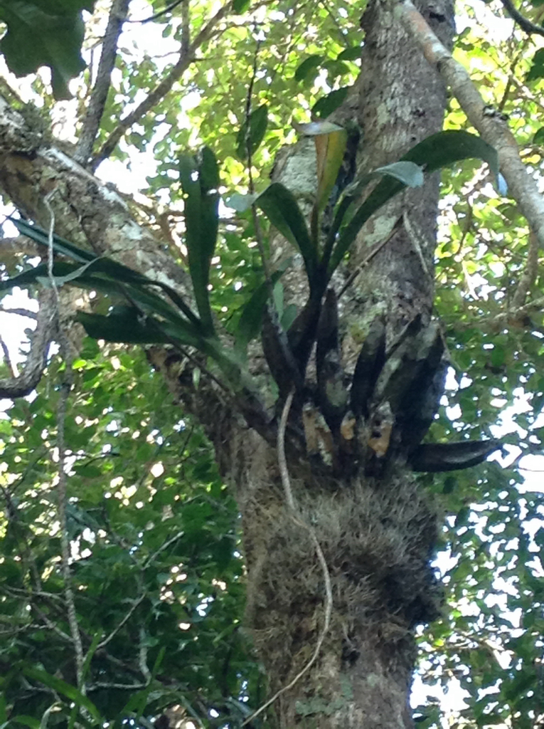 Grammangis (Orchids of Analamazaotra & Ranomafana Parks) · iNaturalist