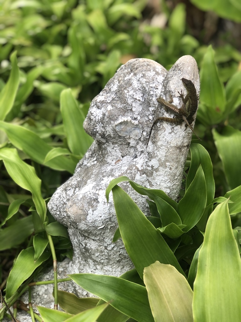 Saint Croix Anole from Saint Croix, Kingshill, United States Virgin ...