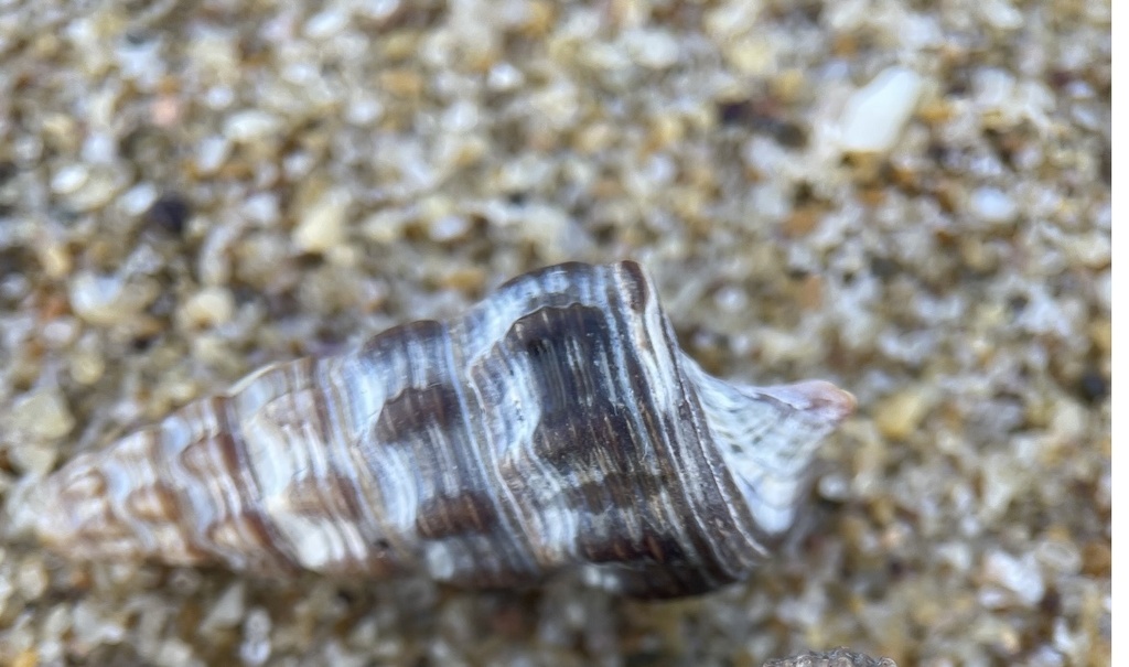 Australian Mud Whelk from Princes Highway, Eden, NSW, AU on October 15 ...
