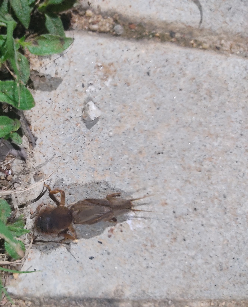 Mole Crickets from Katrakayalagunta, Andhra Pradesh, India on October ...
