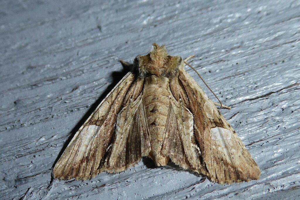 Meterana decorata from Waikouaiti, New Zealand on October 11, 2022 at ...