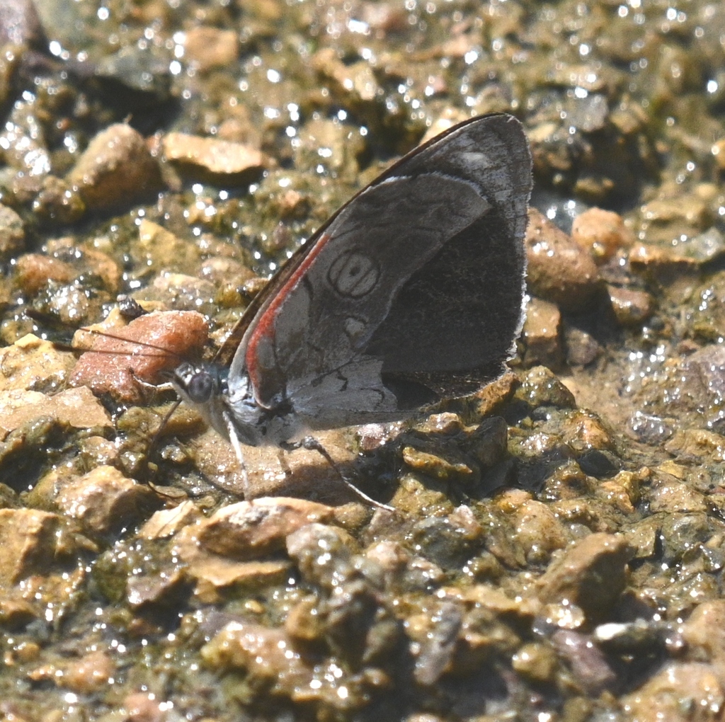 Diaethria ceryx from Casupe 06680, Peru on September 21, 2022 at 12:36 ...