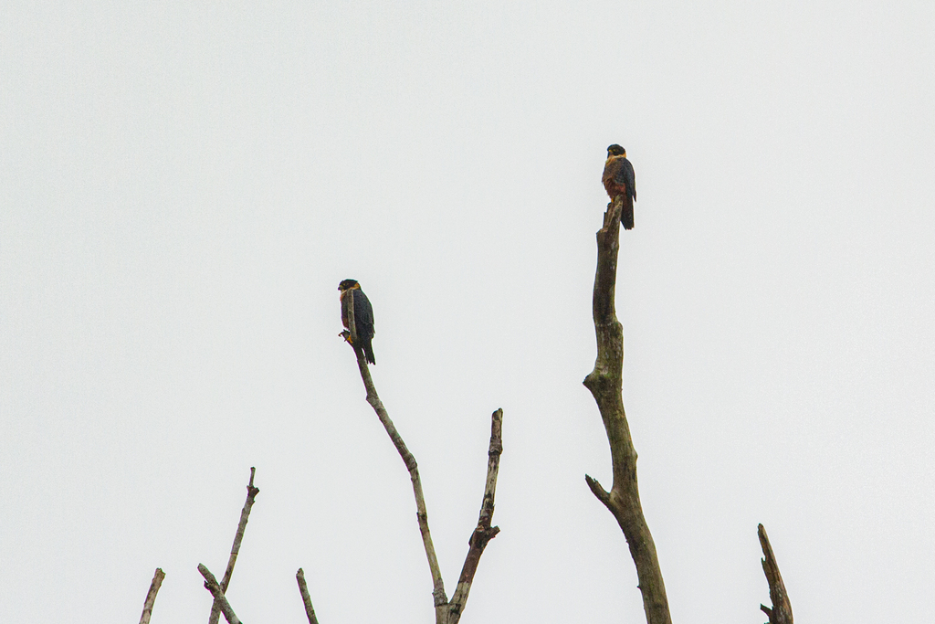 Bat Falcon from Cano Negro, Alajuela Province, Los Chiles, Costa Rica ...