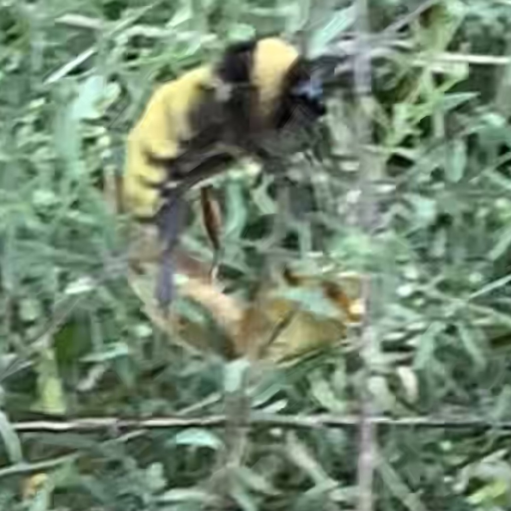 American Bumble Bee from Pecan Dr, Brazoria, TX, US on October 14, 2022 ...