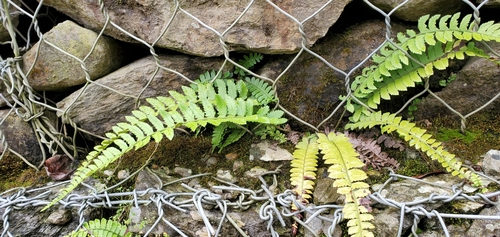 Himalayan Holly Fern (Polystichum lentum) · iNaturalist