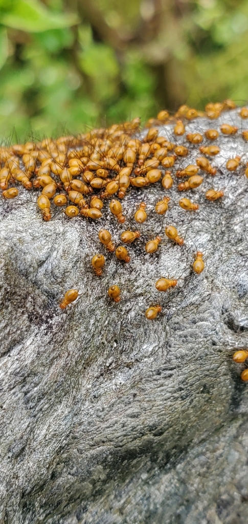 Barklice, Booklice, and Parasitic Lice from Bagmati, NP-MM, NP on ...