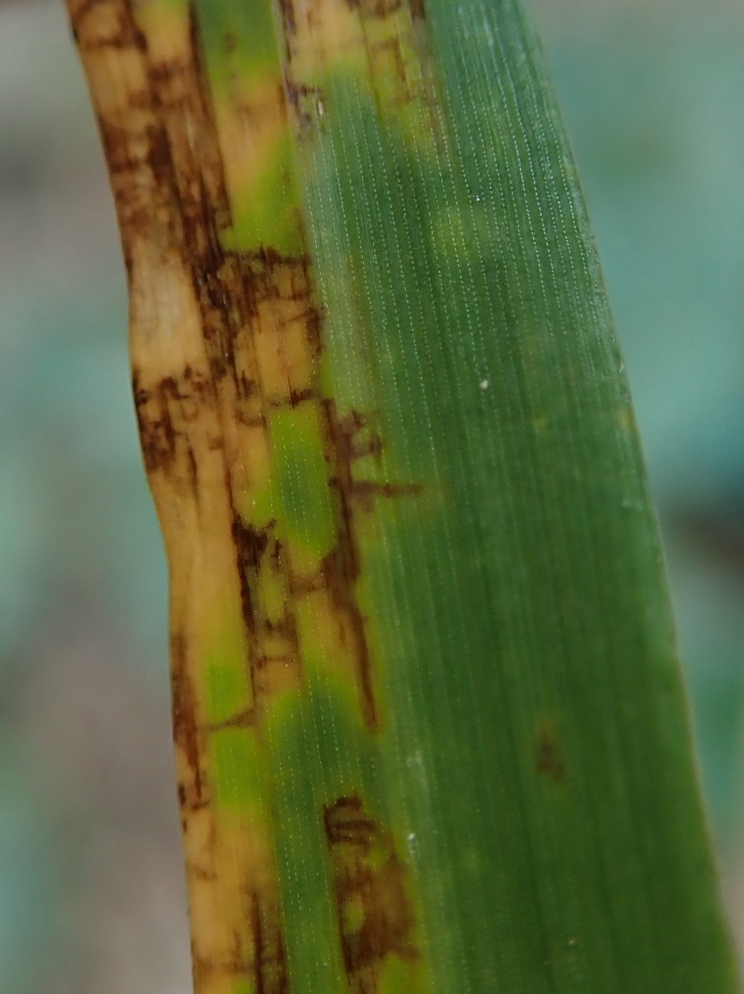 Pyrenophora teres Drechsler