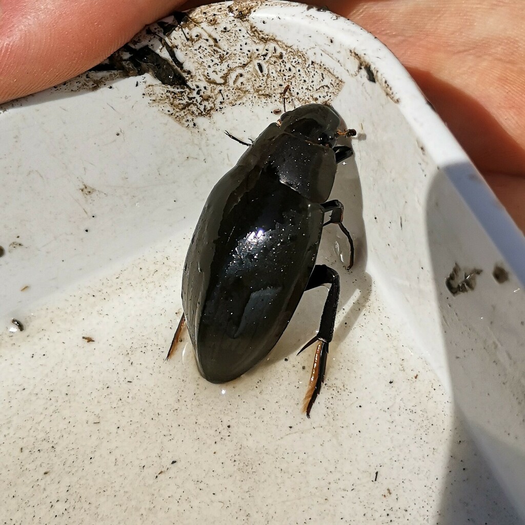 Hydrophilus from 2273 Hohenau an der March, Österreich on June 9, 2021 ...