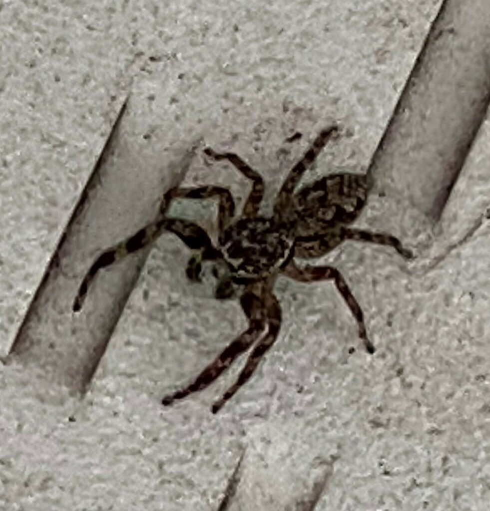 Tan Jumping Spider from Along Ijams Branch, off of Co. Rd. 275 ...