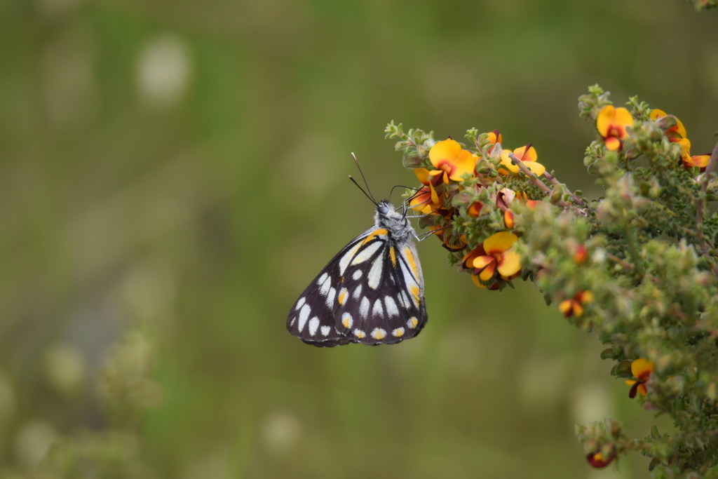 Caper White from Albury NSW 2640, Australia on October 15, 2022 at 02: ...
