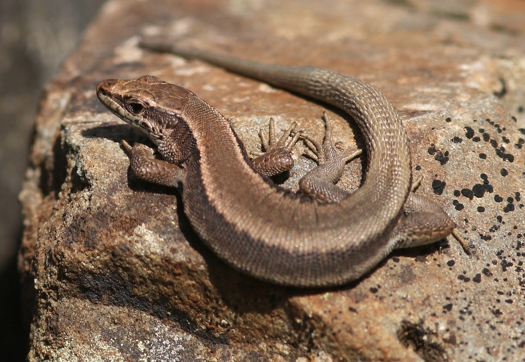 Pyrenean Rock Lizard from 64440 Laruns, France on August 11, 2022 by ...