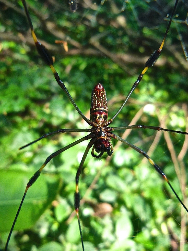 Golden Silk Spider from Limón, Costa Rica on February 4, 2013 at 09:42 ...