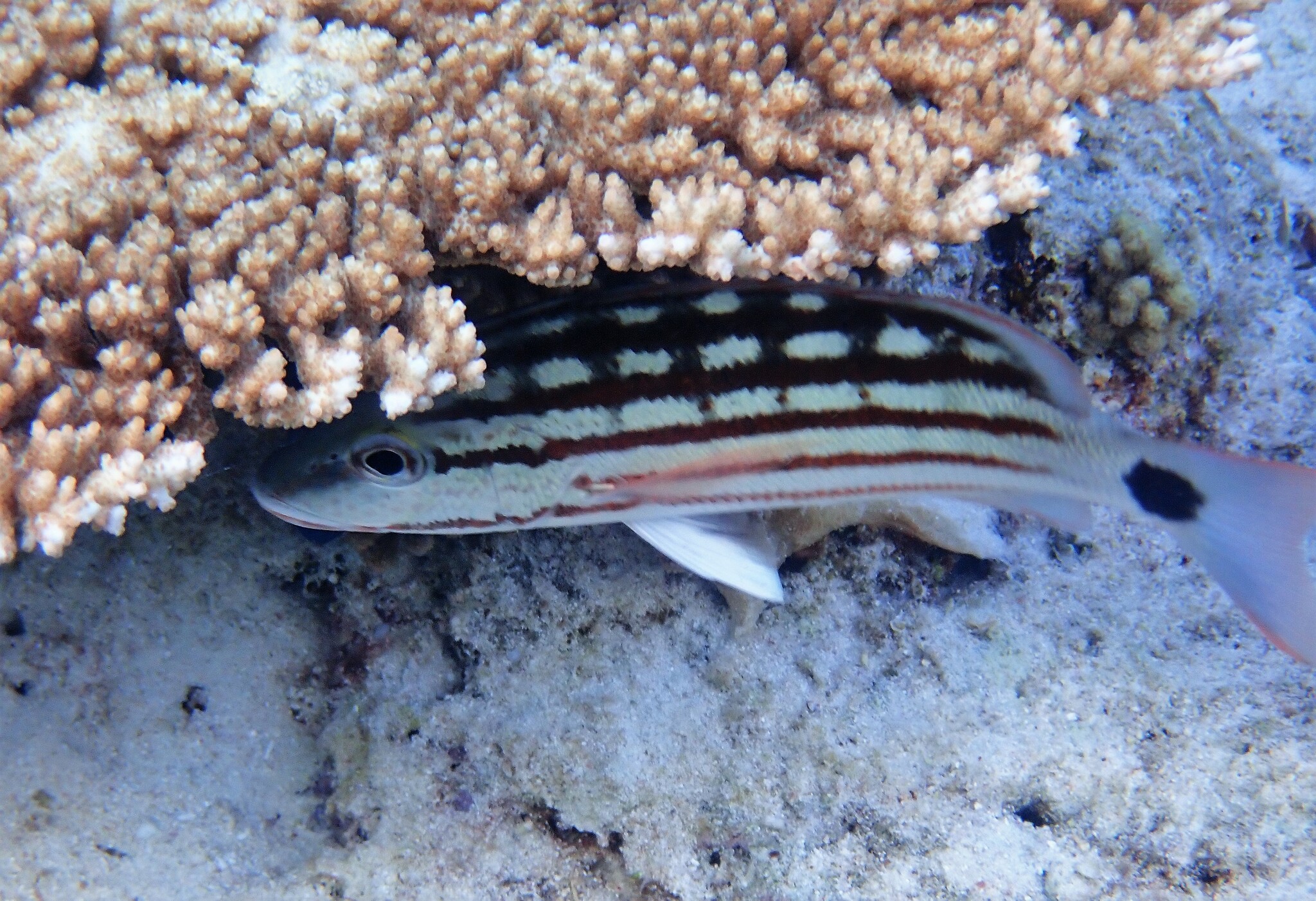 Lutjanus decussatus (Cuvier, 1828)