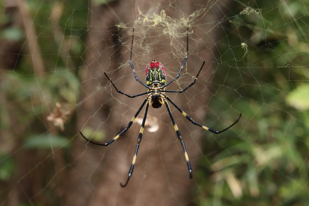 Joro Spider from Район Тоцука, Иокогама, Канагава, Япония on October 15 ...