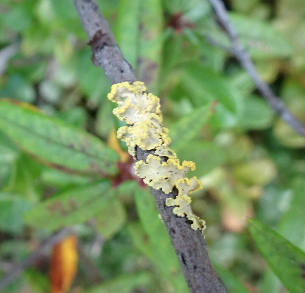 Powdered Sunshine Lichen from Верхнебуреинский р-н, Хабаровский край, Россия on September 8 ...