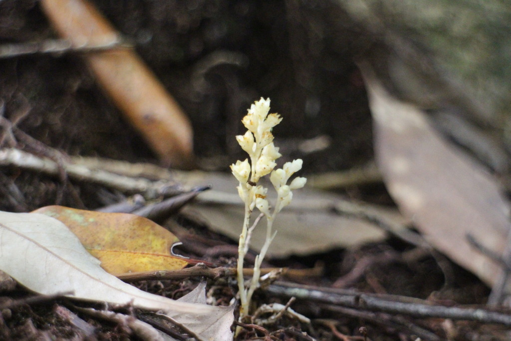 Petrosavia sakuraii from 台灣台中市和平區大雪山林道 on October 15, 2022 at 10:16 AM ...