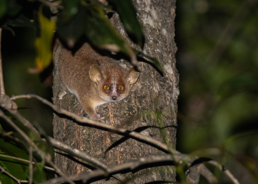 Grey Mouse Lemur from Mahabo, Madagascar on August 31, 2022 at 06:16 PM ...