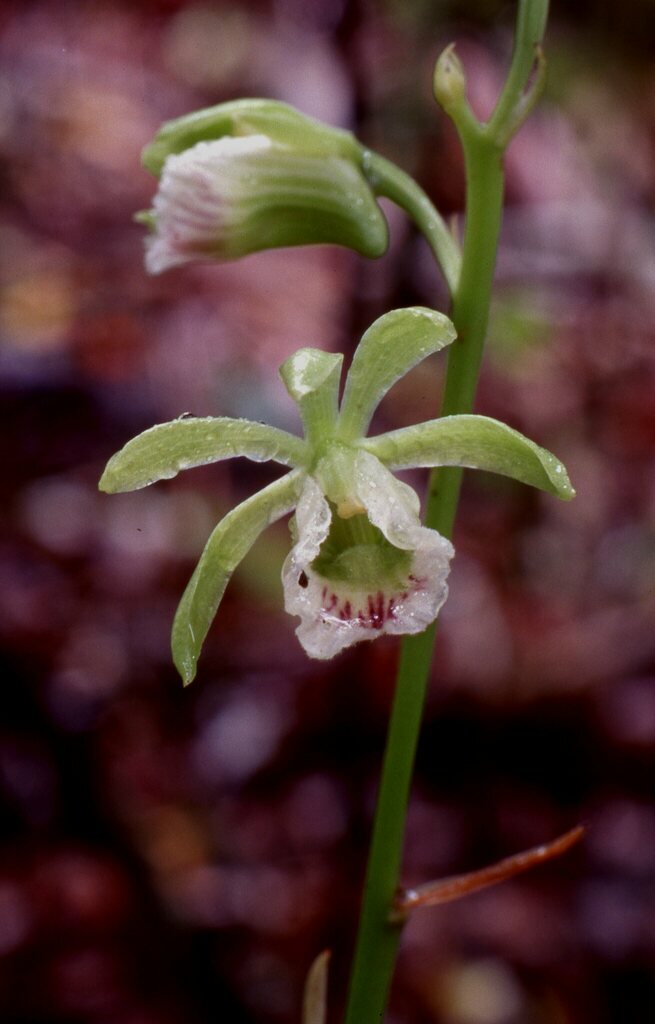 Two-Keeled Hooded Orchid in November 2011 by mlarocque1962 · iNaturalist